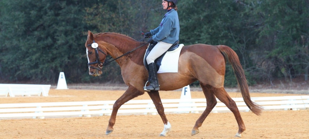 Riding Lessons | Rates – Oak View Farm